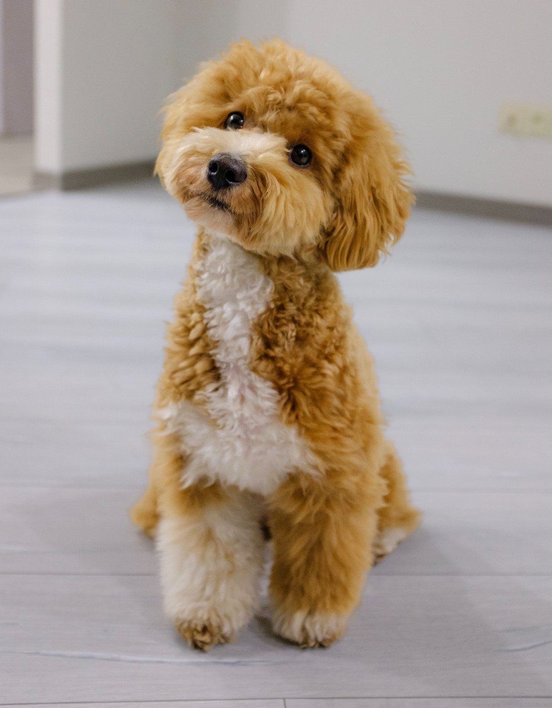 5 Steps to Help Discipline Your Dog: #4 - Front Range Pet Stop