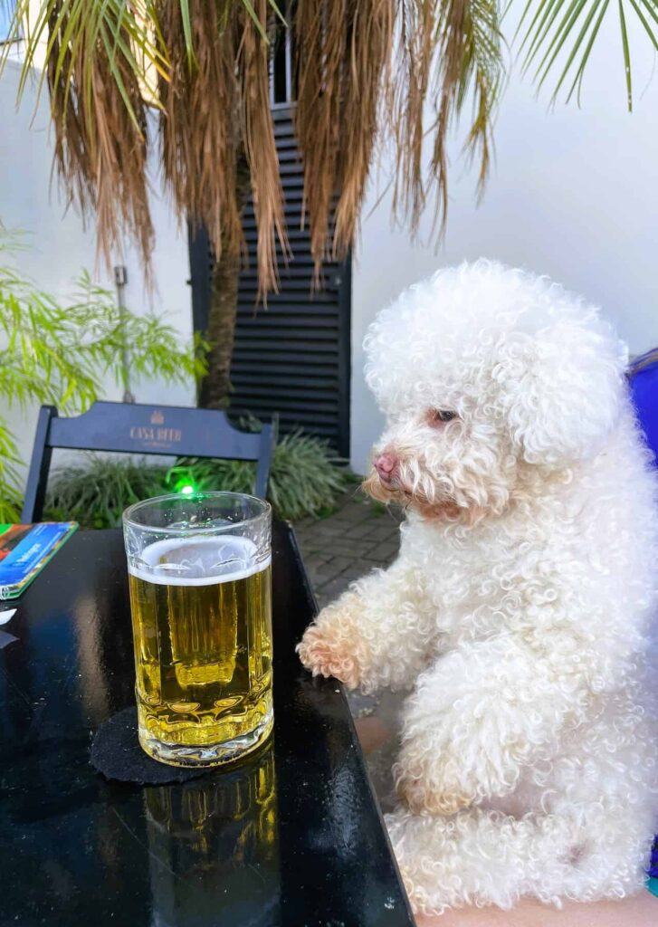 Dogtober Fest in Denver Colorado Septemer 9th! - Front Range Pet Stop