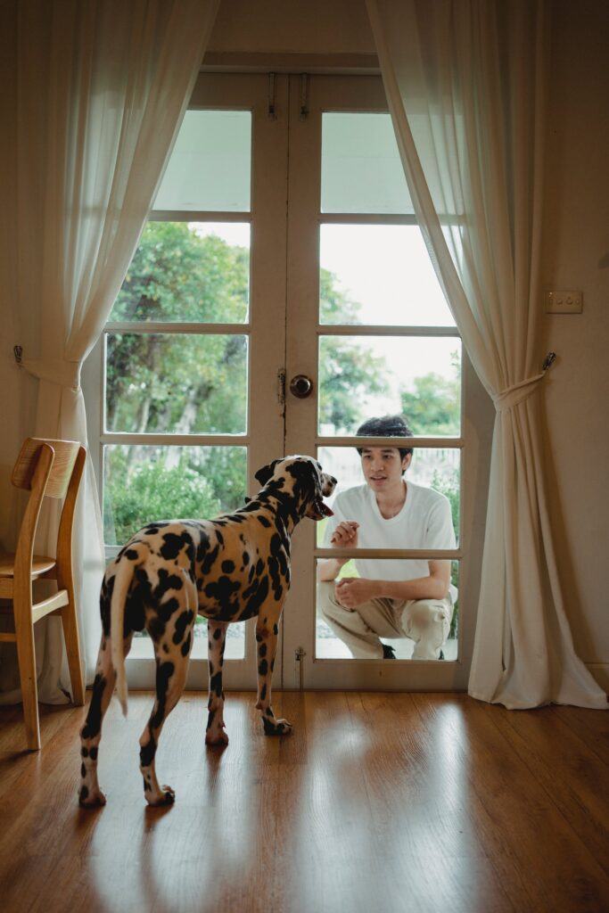 5: How To Stop Your Dog From Jumping Up - Front Range Pet Stop