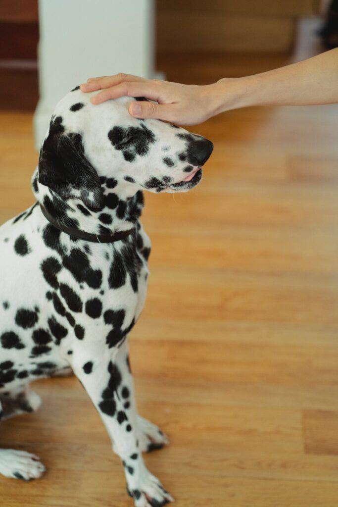 4: How To Stop Your Dog From Jumping Up - Front Range Pet Stop