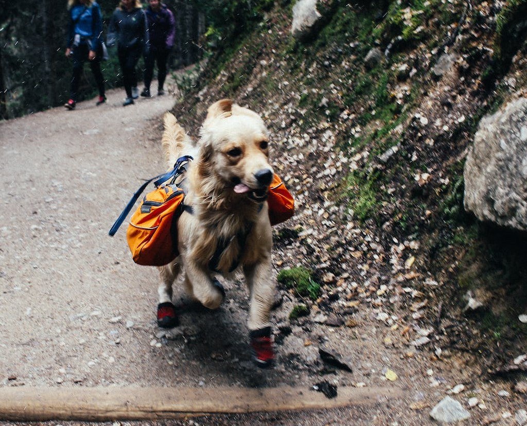 9 How To Keep Your Dog From Jumping Up - Front Range Pet Stop